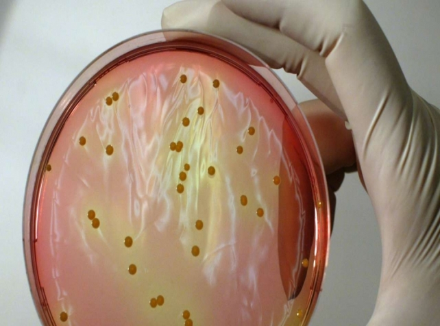 The rate of golden staph infections in the community is increasing in ...