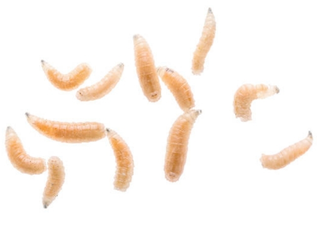 Maggots found in an elderly resident's head - HealthTimes