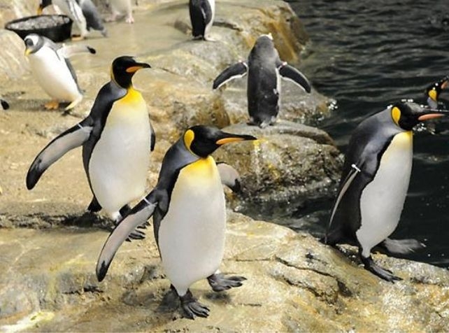 Victoria's Phillip Island penguins are to become international live ...