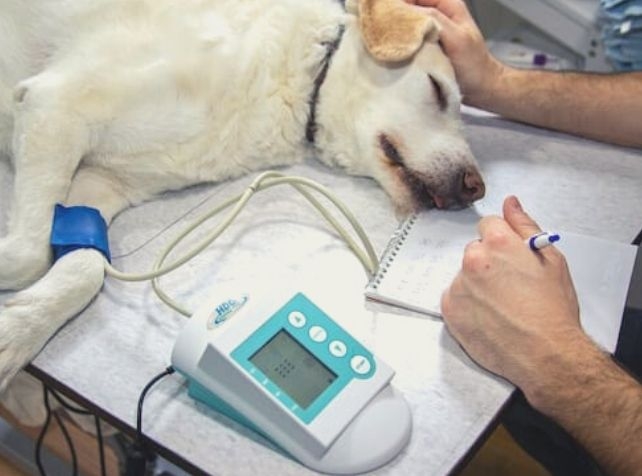 A new cancer treatment for dogs raises hope for humans - HealthTimes