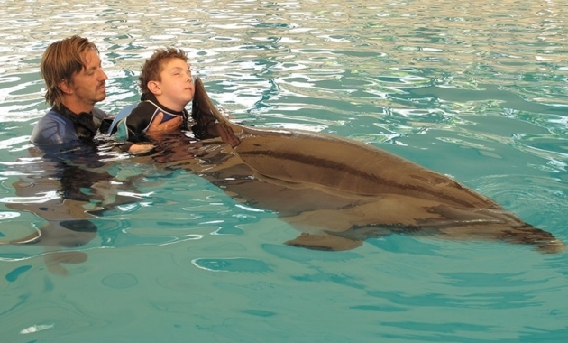 Dolphins can help in mental and physical rehabilitation - HealthTimes
