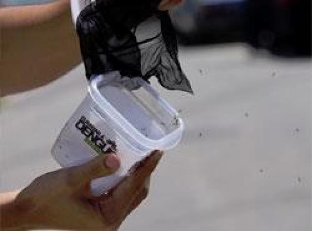 Anti-dengue mozzies released in Rio - HealthTimes
